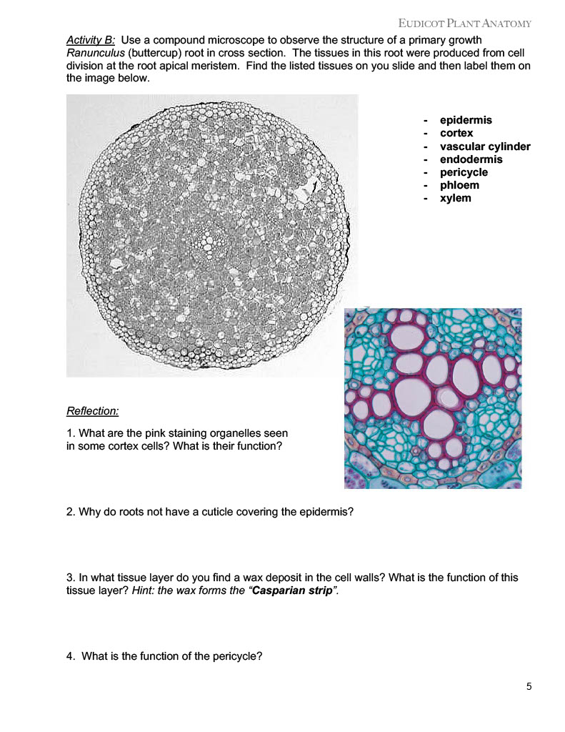 Solved Activity B: Use a compound microscope to observe the | Chegg.com