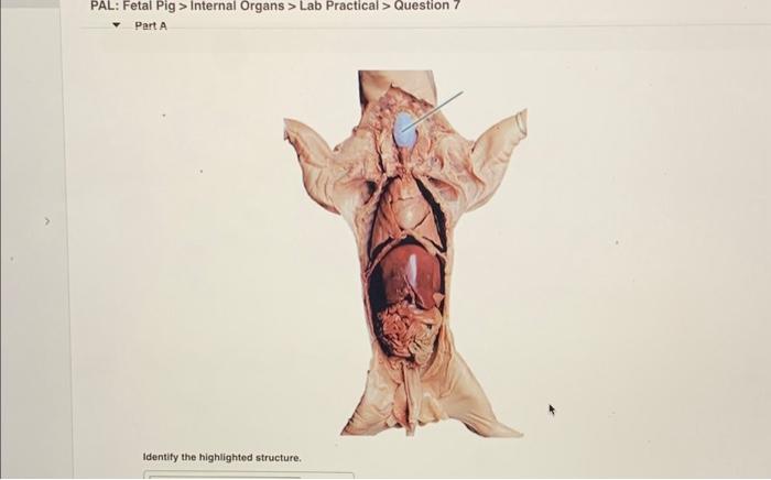 Solved PAL: Fetal Pig> Internal Organs > Lab Practical > | Chegg.com