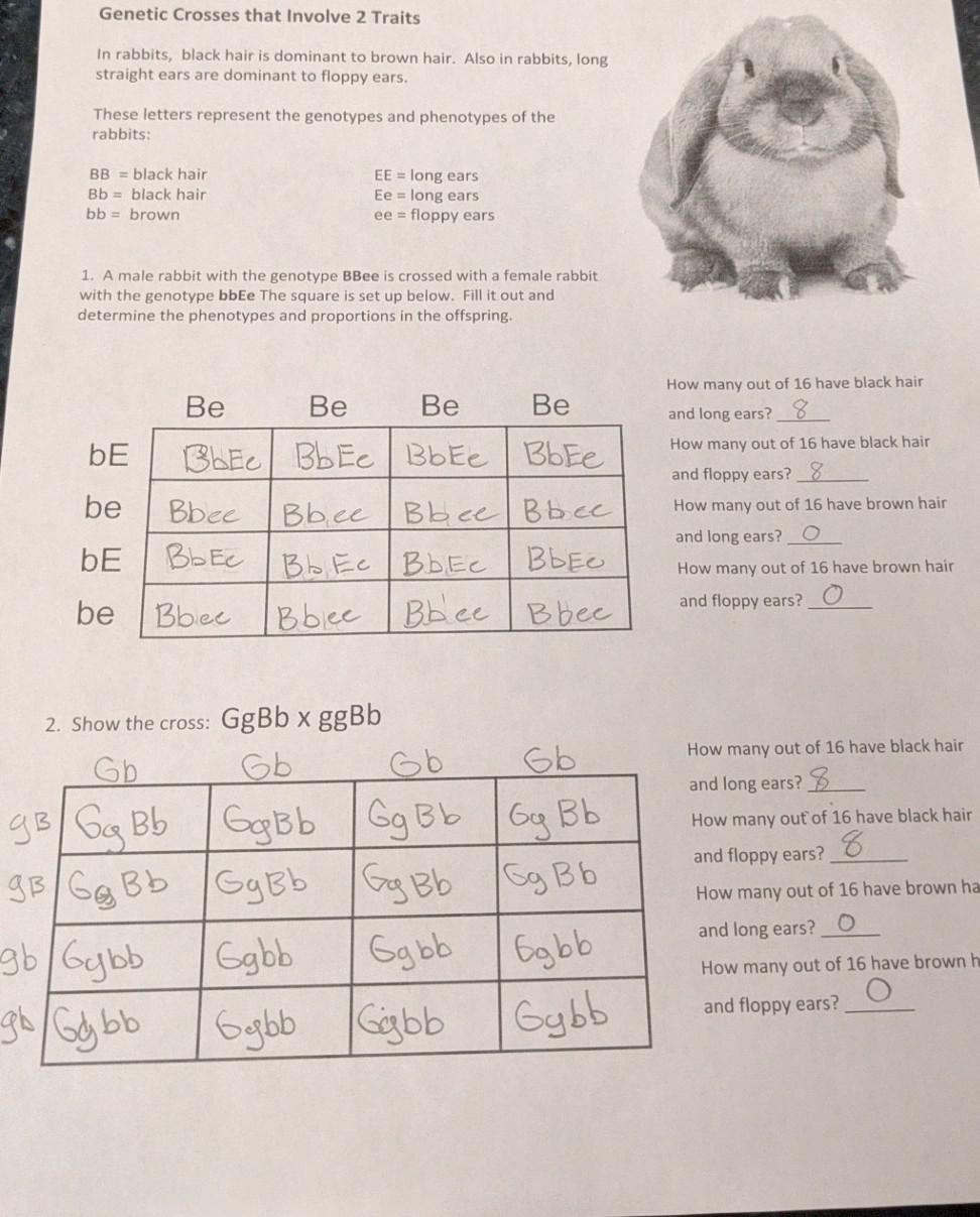 Solved 3. Fruit flies are organisms commonly used in genetic | Chegg.com