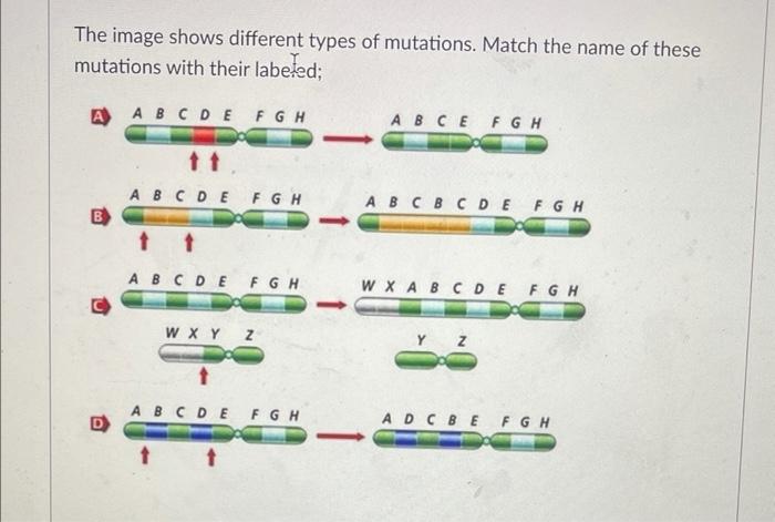 Solved The image shows different types of mutations. Match | Chegg.com