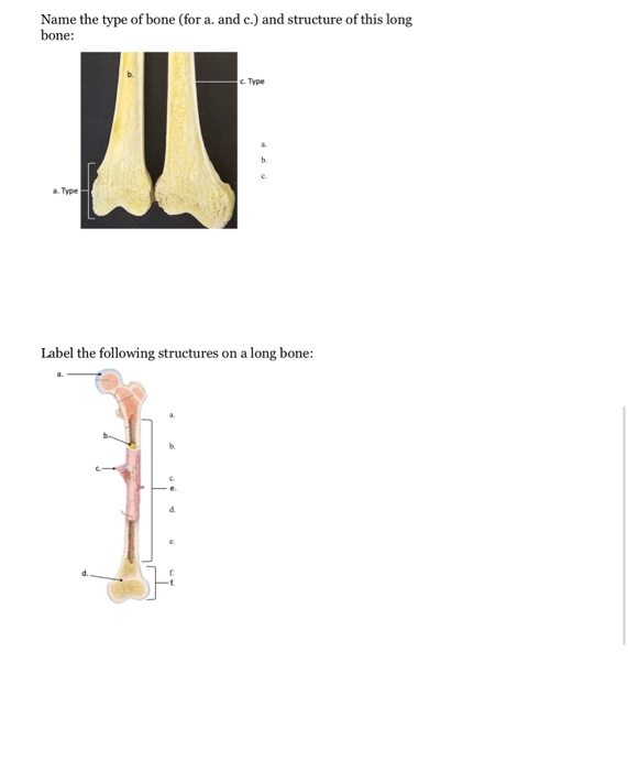 Solved Name the type of bone (for a. and c.) and structure | Chegg.com