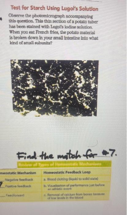 Solved Test for Starch Using Lugol's Solution Observe the | Chegg.com