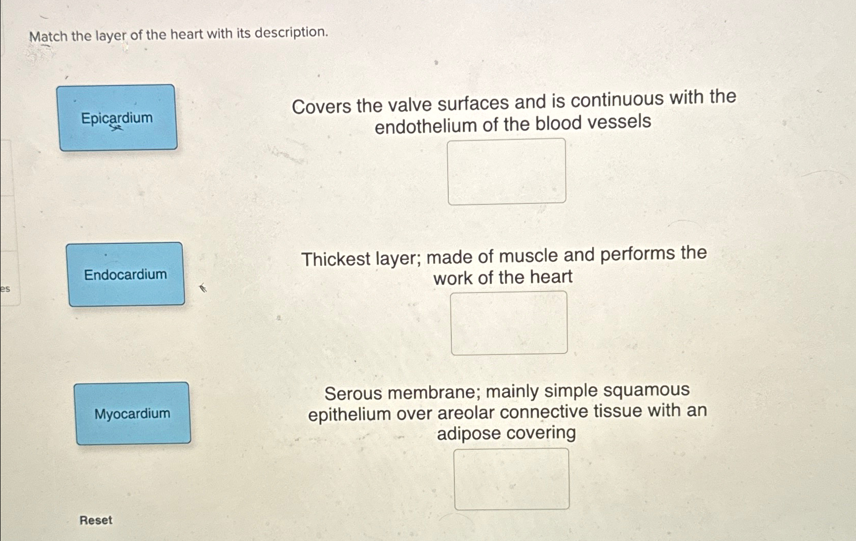 Solved Match the layer of the heart with its description. | Chegg.com