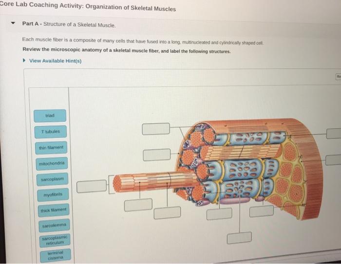 Solved Core Lab Coaching Activity: Organization of Skeletal | Chegg.com