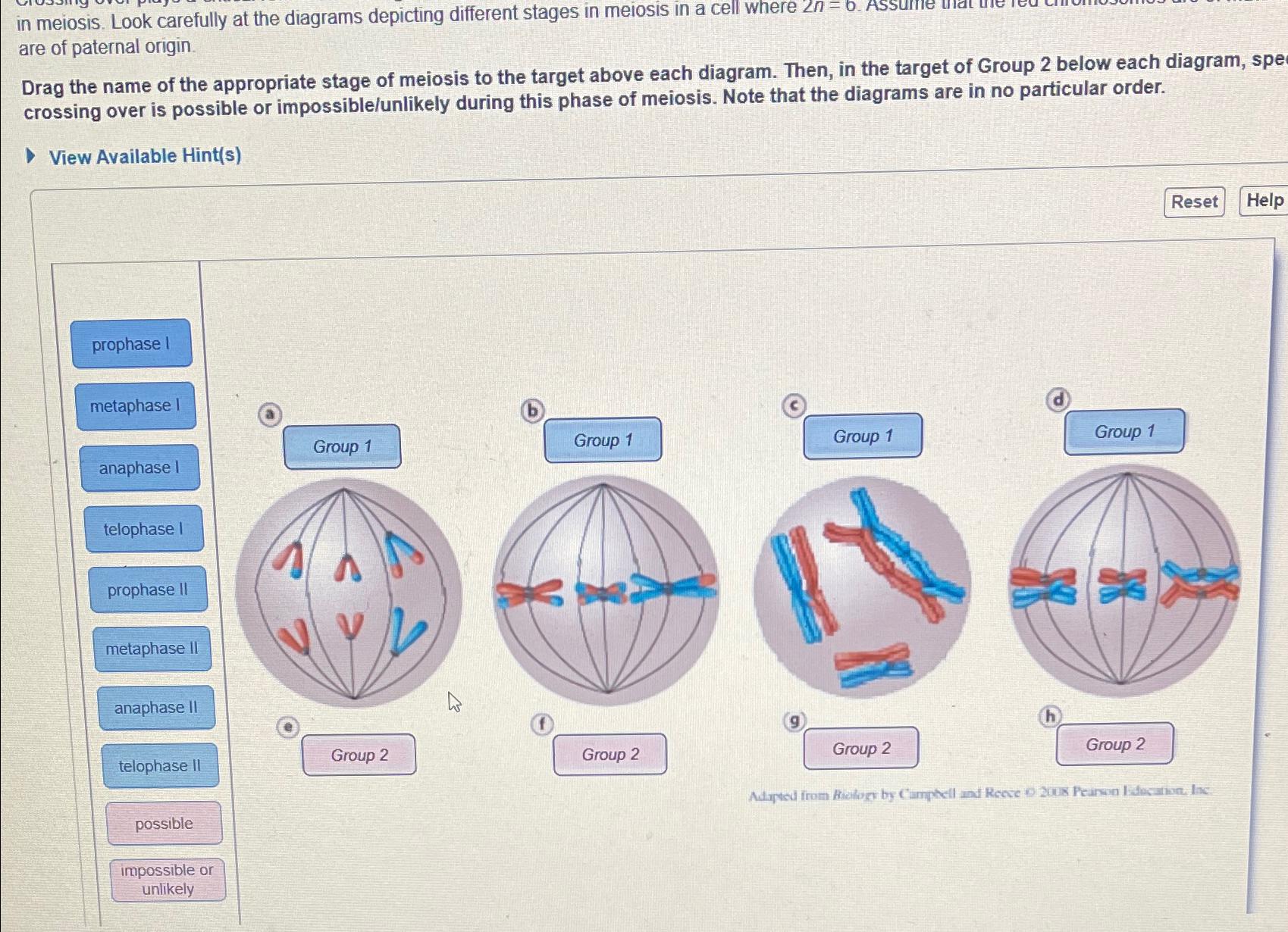 Solved in meiosis. Look carefully at the diagrams depicting | Chegg.com