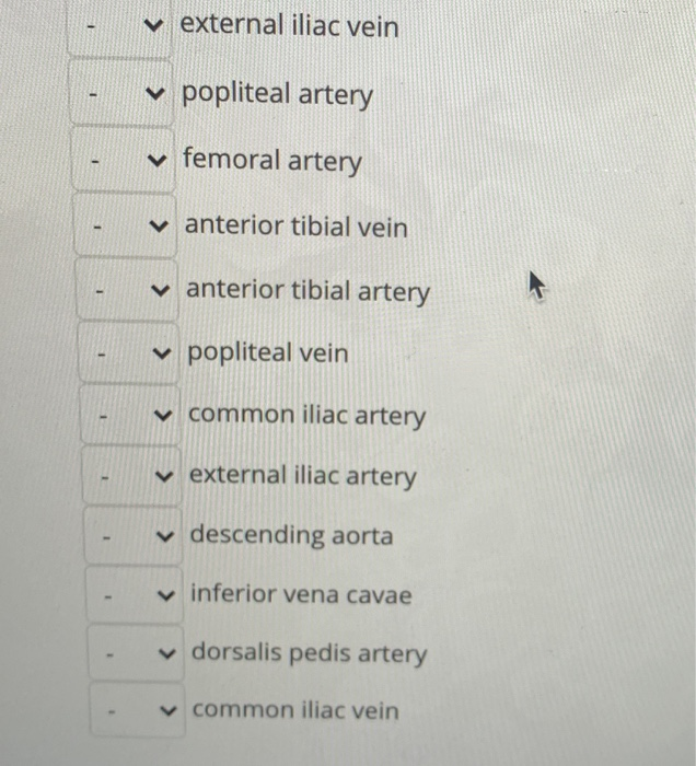 Solved v external iliac vein - v popliteal artery - | Chegg.com