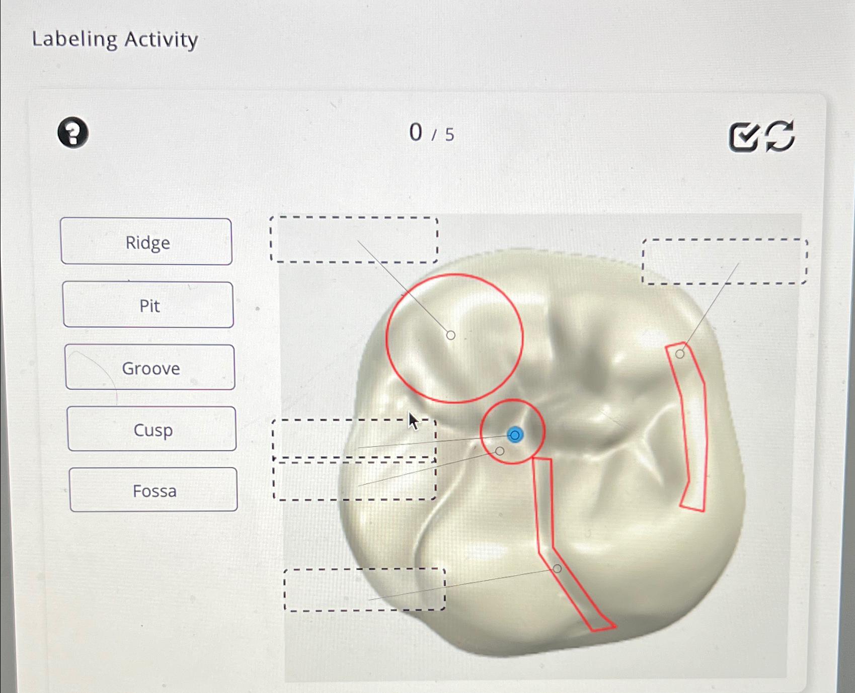 Solved Labeling Activity(2)05 | Chegg.com