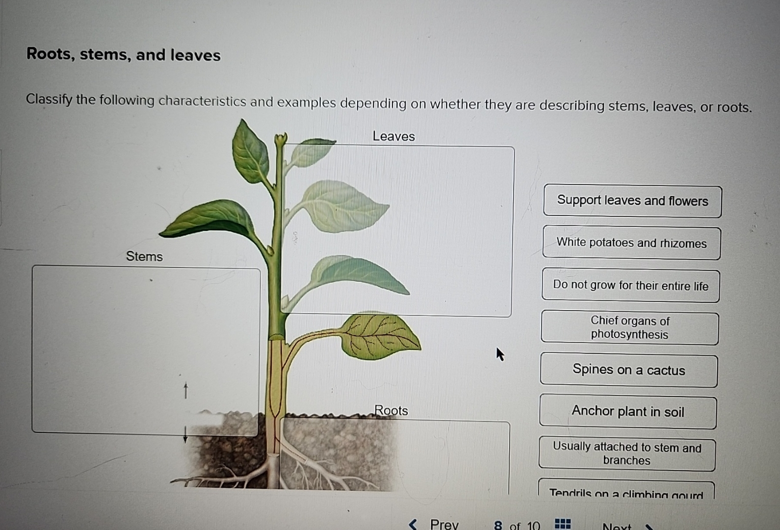 Solved Roots, stems, and leavesClassify the following | Chegg.com