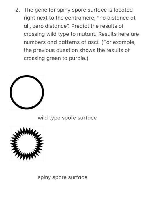 2. The gene for spiny spore surface is located right | Chegg.com