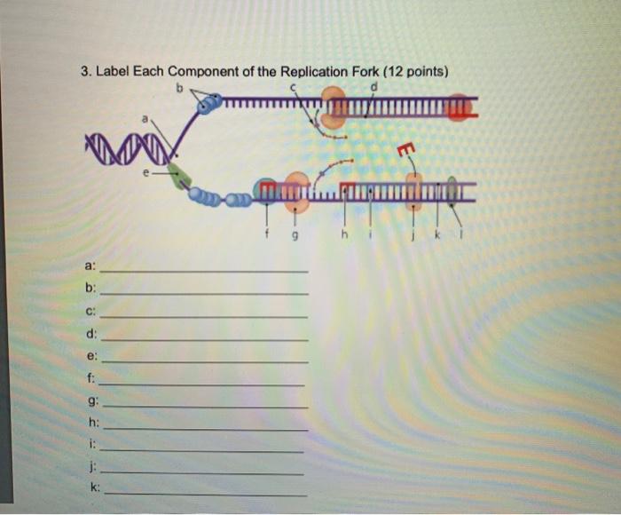 Solved 3. Label Each Component of the Replication Fork (12 | Chegg.com