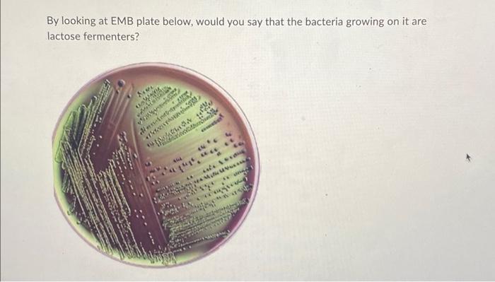 Solved By looking at EMB plate below, would you say that the | Chegg.com