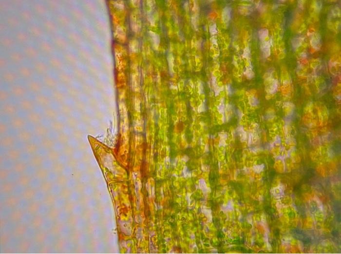 Solved 1. Using the photograph of the Elodea thorn cell as | Chegg.com