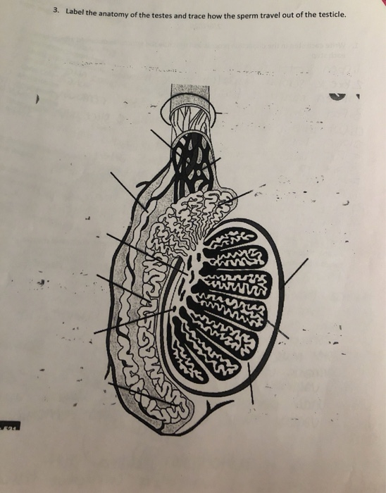 Solved Label the anatomy of the testes and trace how the | Chegg.com