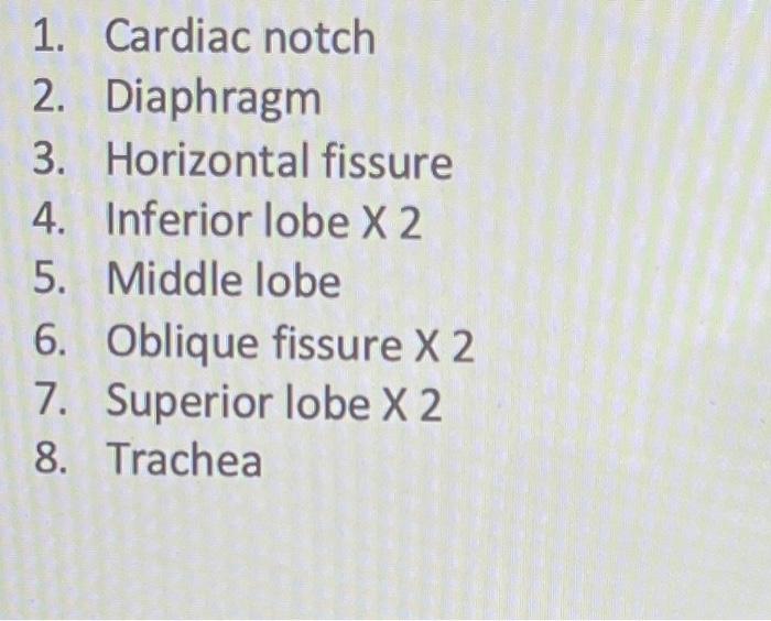 Solved 1. Cardiac notch 2. Diaphragm 3. Horizontal fissure | Chegg.com