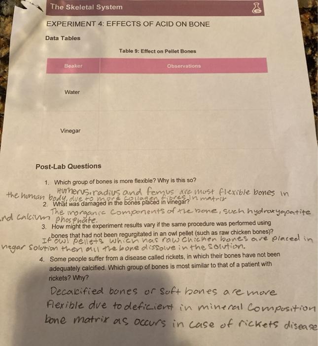 Solved The Skeletal System & EXPERIMENT 4: EFFECTS OF ACID | Chegg.com
