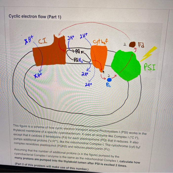 Solved Cyclic electron flow (Part 1) 2 4+ Ht cI -PQH, 2H 27 | Chegg.com