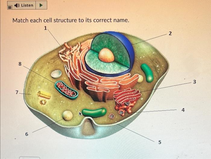 Solved Listen Match each cell structure to its correct name. | Chegg.com