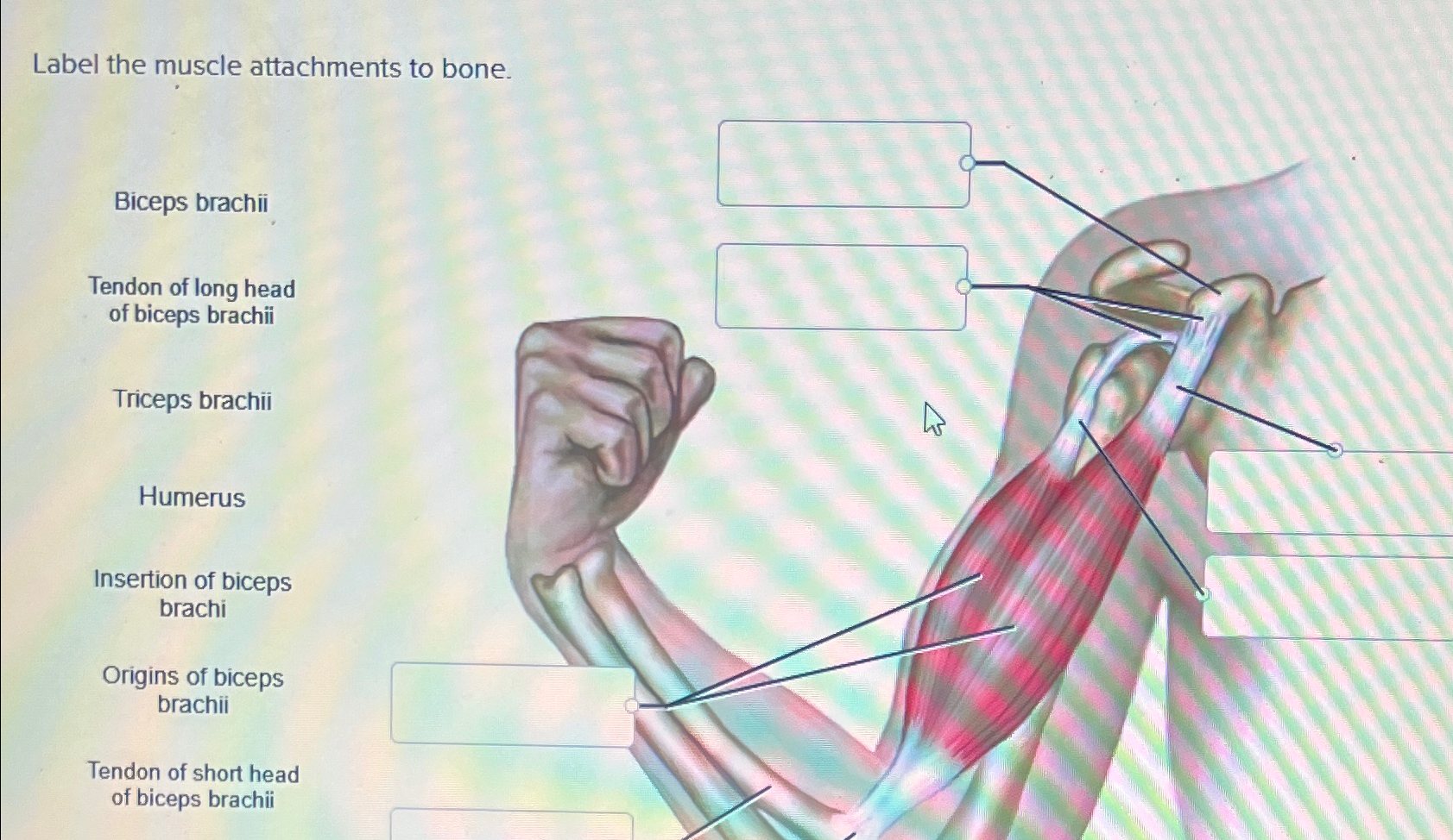 Solved Label the muscle attachments to bone. | Chegg.com