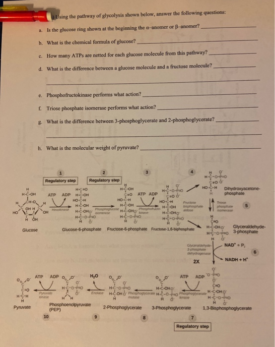 Solved Using the pathway of glycolysis shown below, answer | Chegg.com