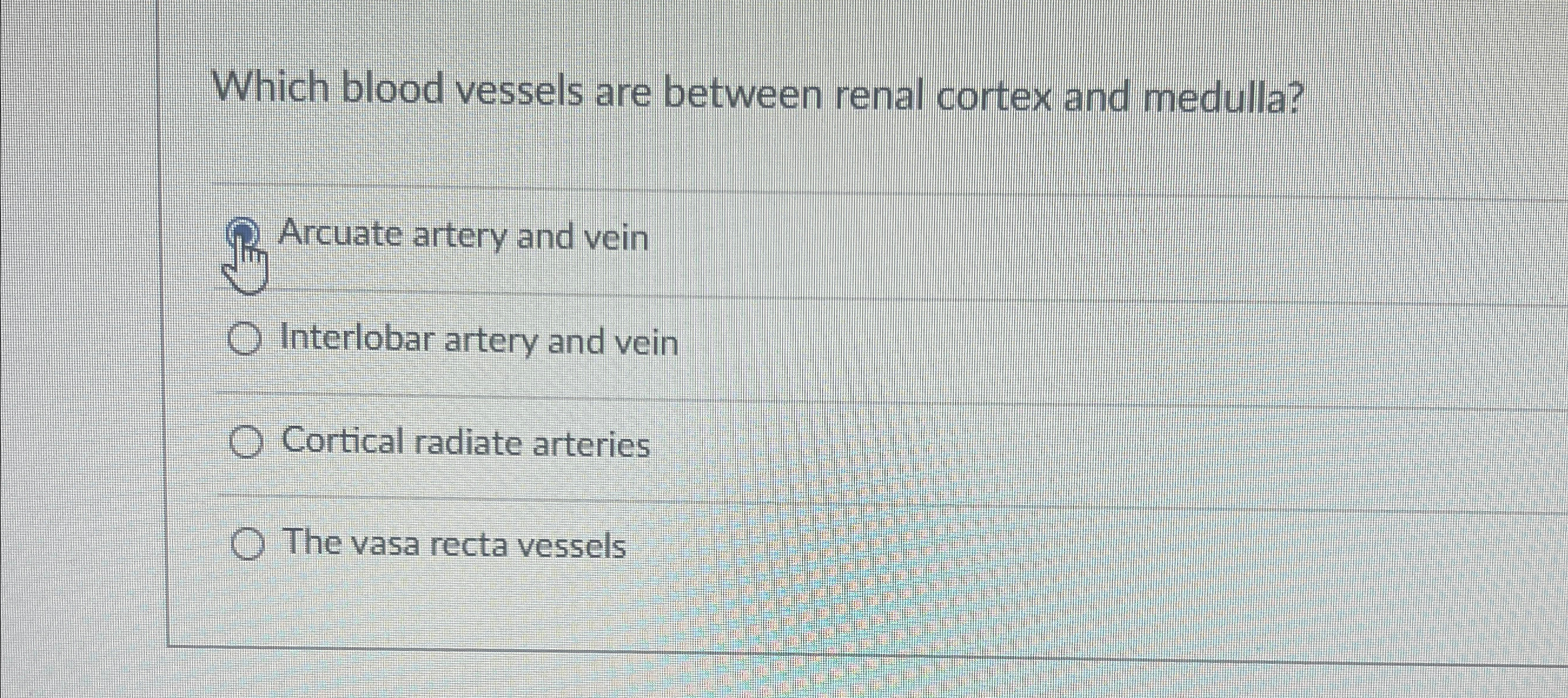 Which blood vessels are between renal cortex and | Chegg.com