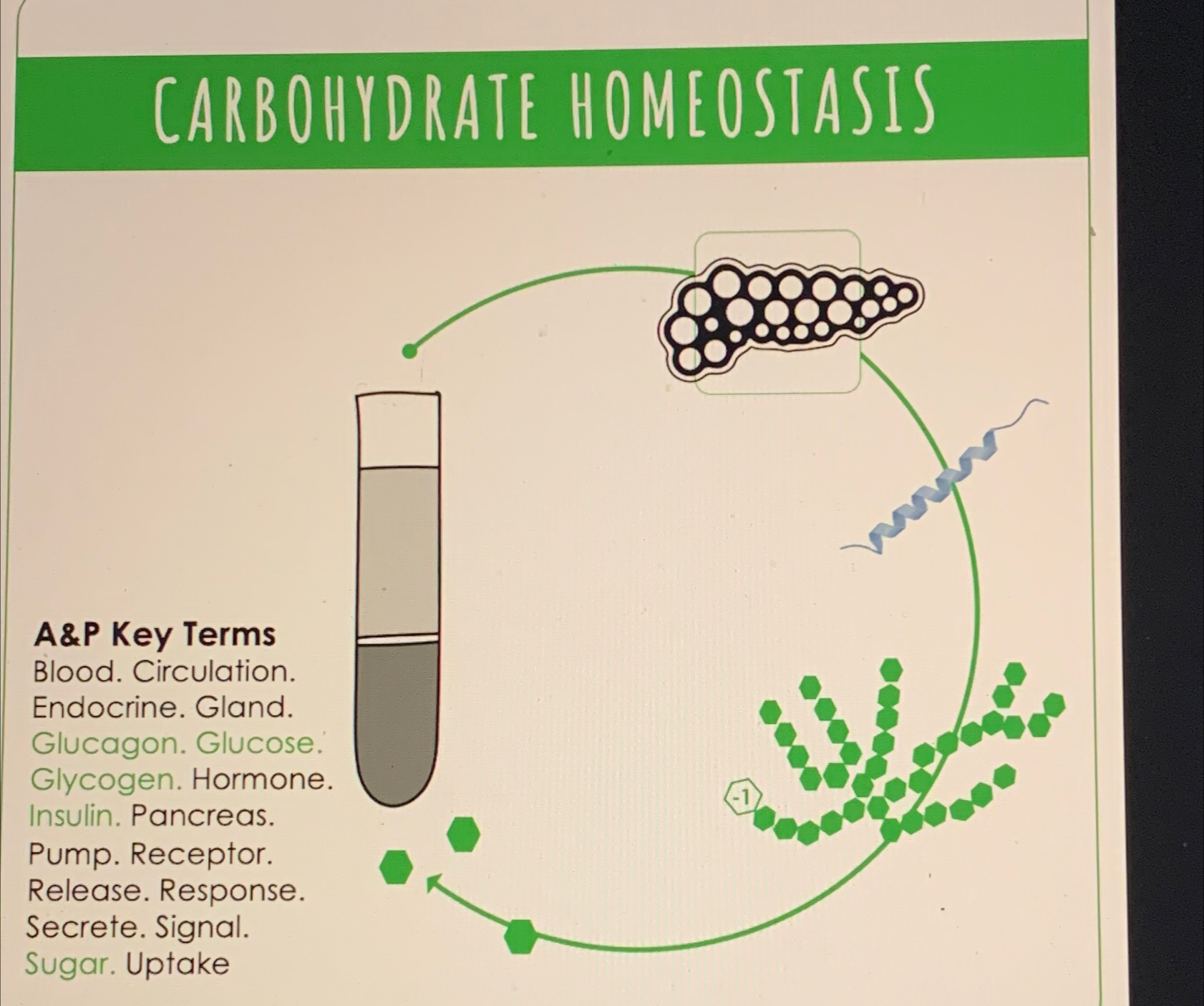 Solved CARBOHYDRATE HOMEOSTASISA&P Key TermsBlood. | Chegg.com