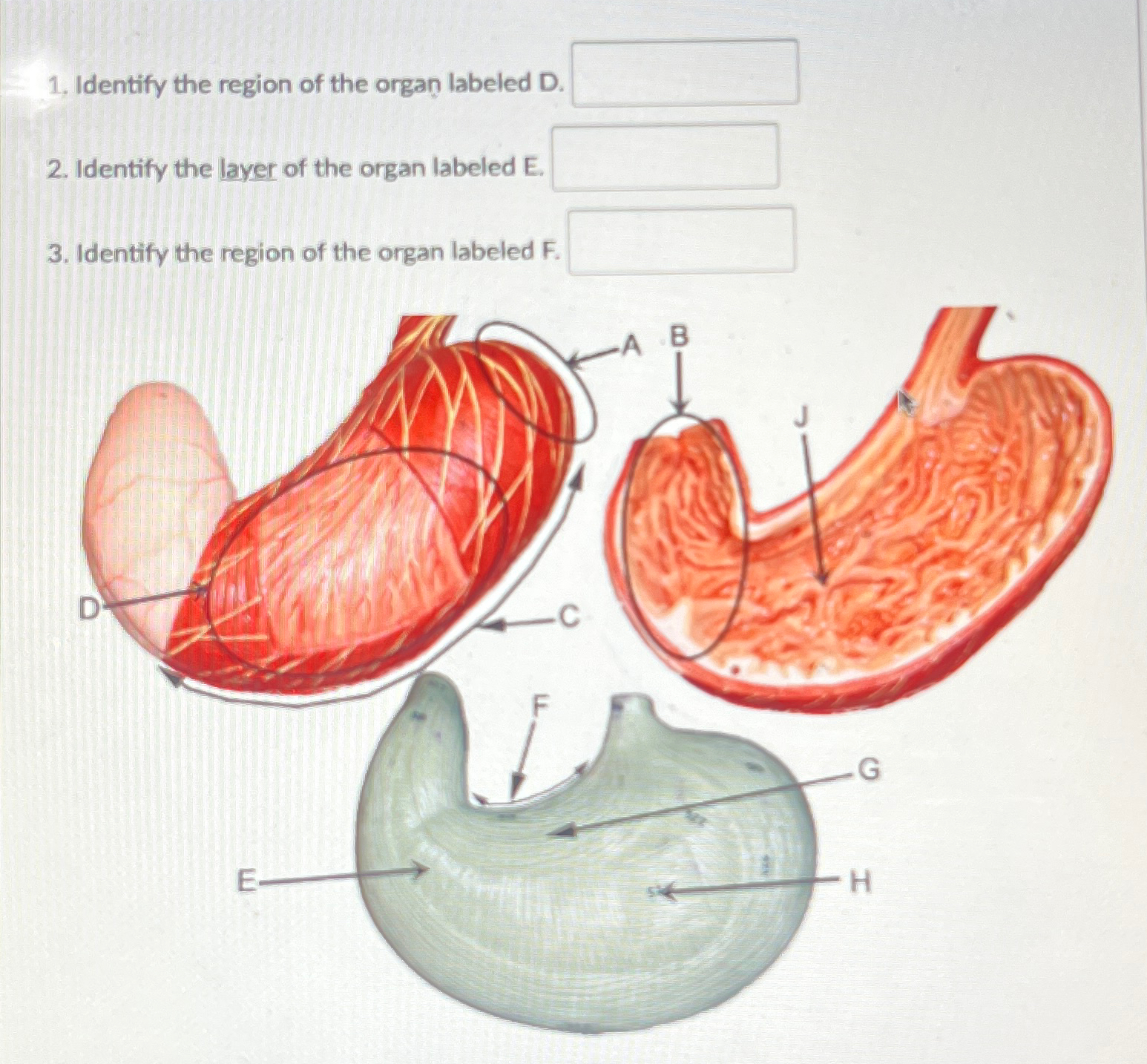 Solved 1, ﻿Identify the region of the organ labeled D.2. | Chegg.com
