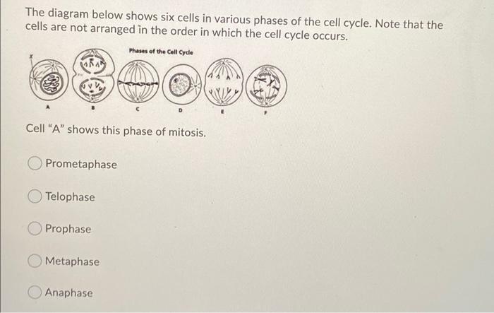 Solved The diagram below shows six cells in various phases | Chegg.com