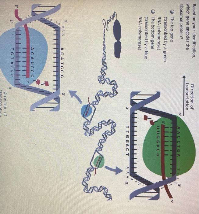 Solved Frequency Translation Continuous DNA Replication Once | Chegg.com