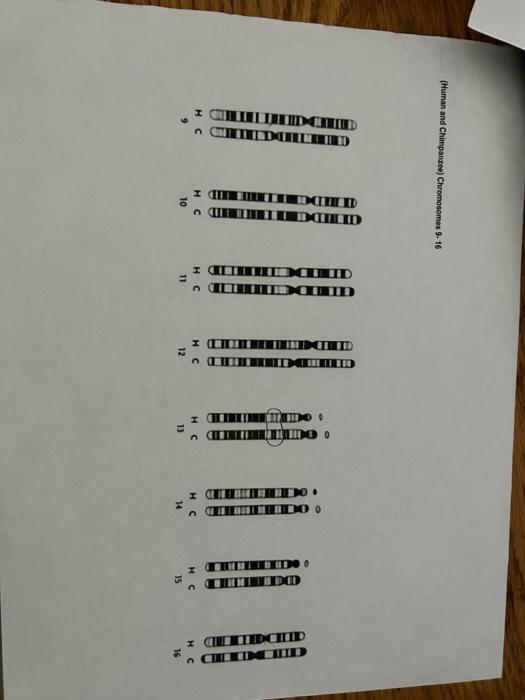(9) There is one chromosome that is identical in | Chegg.com