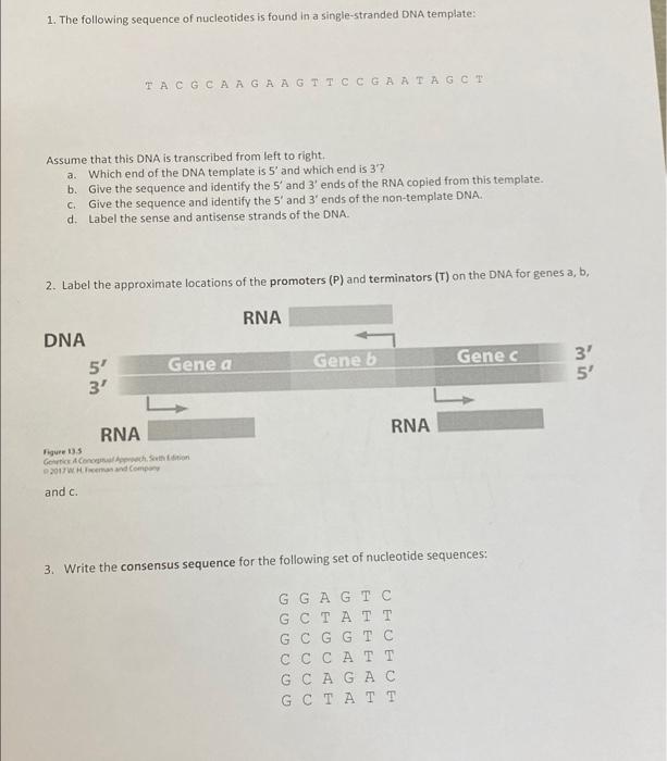 Solved 1. The following sequence of nucleotides is found in | Chegg.com