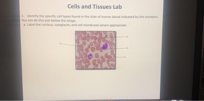 Solved Cells and Tissues Lab 1. Identify the specific cell | Chegg.com