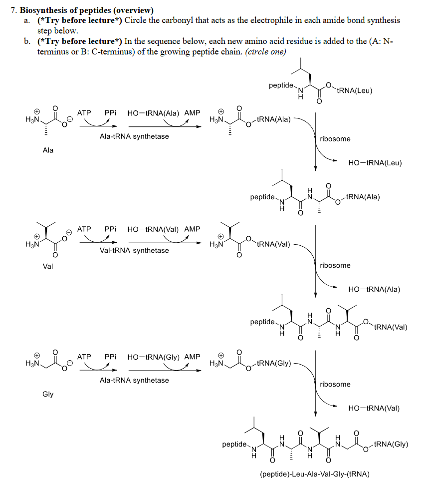 Solved 7. ﻿Biosynthesis of peptides (overview)a. (*Try | Chegg.com