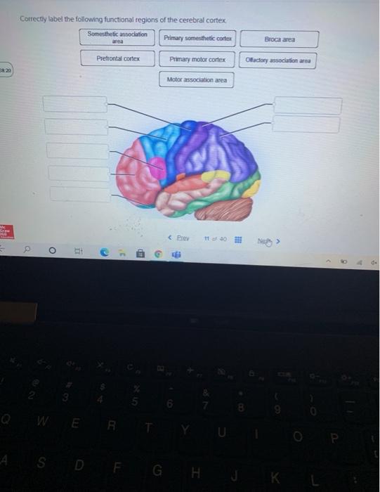 Solved Correctly label the following functional regions of | Chegg.com