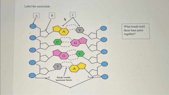 Solved Label the nucleotide What bonds hold these base pairs | Chegg.com