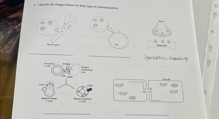 Solved 2. Classify the images below by their type of | Chegg.com