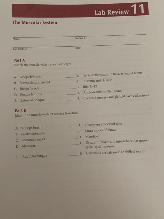 Solved Lab Review 11 The Muscular System Name Section Lab | Chegg.com