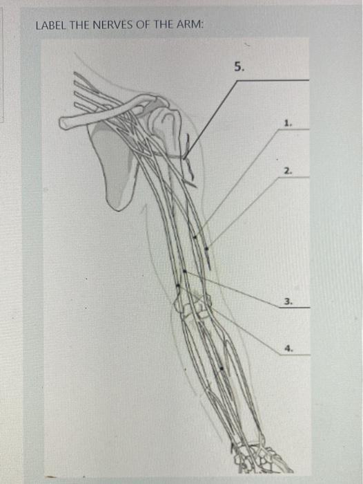 Solved LABEL THE NERVES OF THE ARM: 5. 1. 2. 3. MEDIAN | Chegg.com