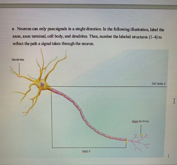 Solved a. Neurons can only pass signals in a single | Chegg.com