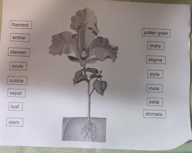 Solved 19 na 110 3 12 5 11 ACROSS 1) term for chusters of | Chegg.com
