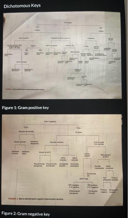Solved Purpose To Identify An Unknown Bacterial Specimen 