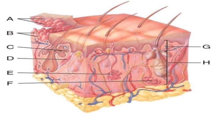 Solved In the diagram of skin shown below, which structures | Chegg.com