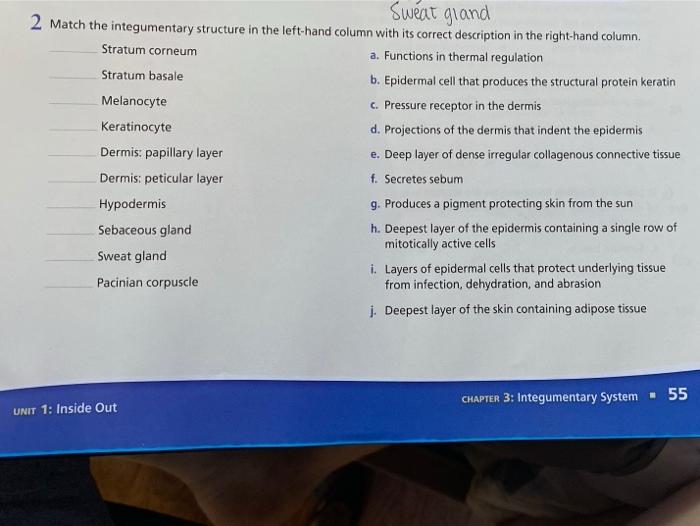 Solved Sweat gland 2 Match the integumentary structure in | Chegg.com