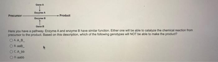 Solved Gene A Precursor Enzyme Enzyme Product Gane Here you | Chegg.com