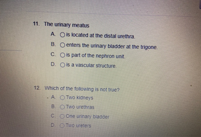 Solved 11. The urinary meatus A. O is located at the distal | Chegg.com