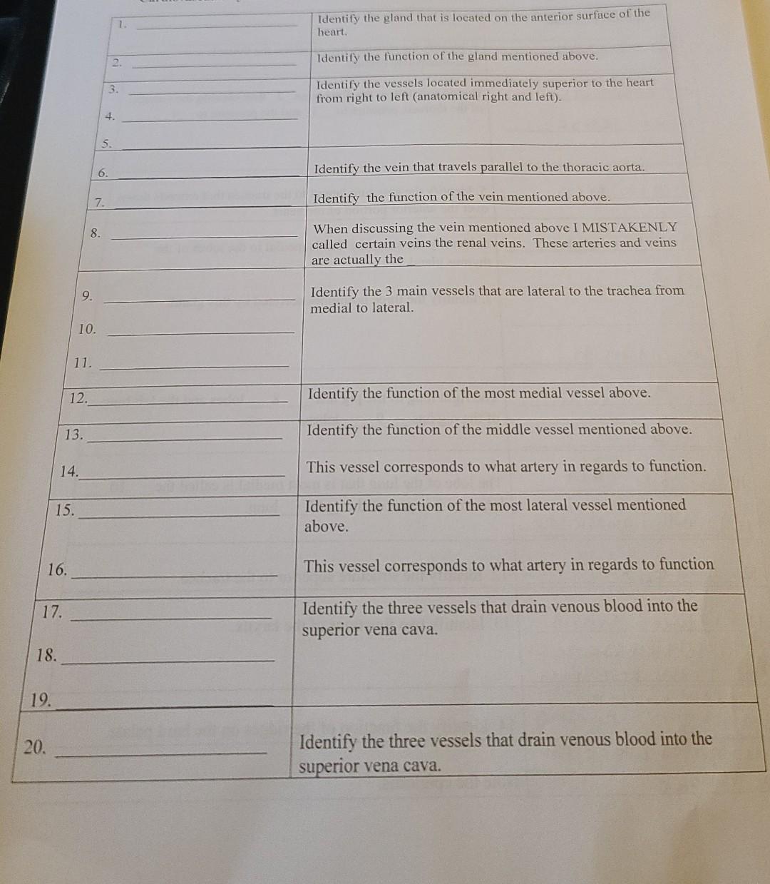 Solved Blood Vessels of the Abdominopelvic Cavity 9. | Chegg.com