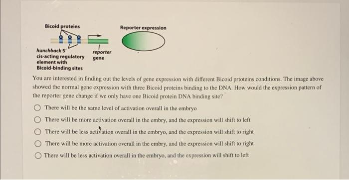 Solved Bicoid proteins Reporter expression hunchback 5 | Chegg.com