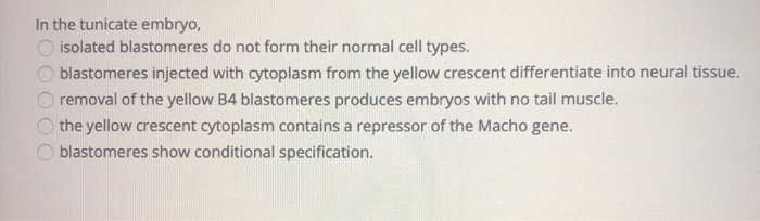 In the tunicate embryo, isolated blastomeres do not | Chegg.com