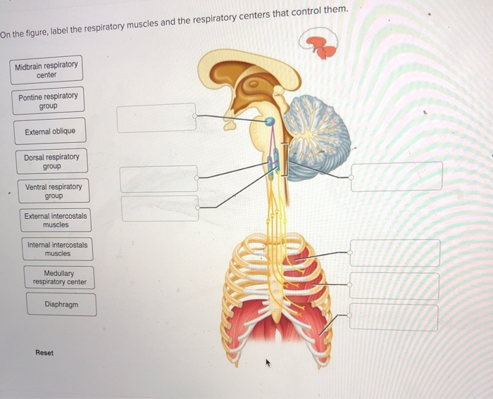 Solved On the figure, label the respiratory muscles and the | Chegg.com