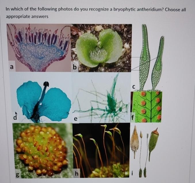 Solved In which of the following photos do you recognize a | Chegg.com