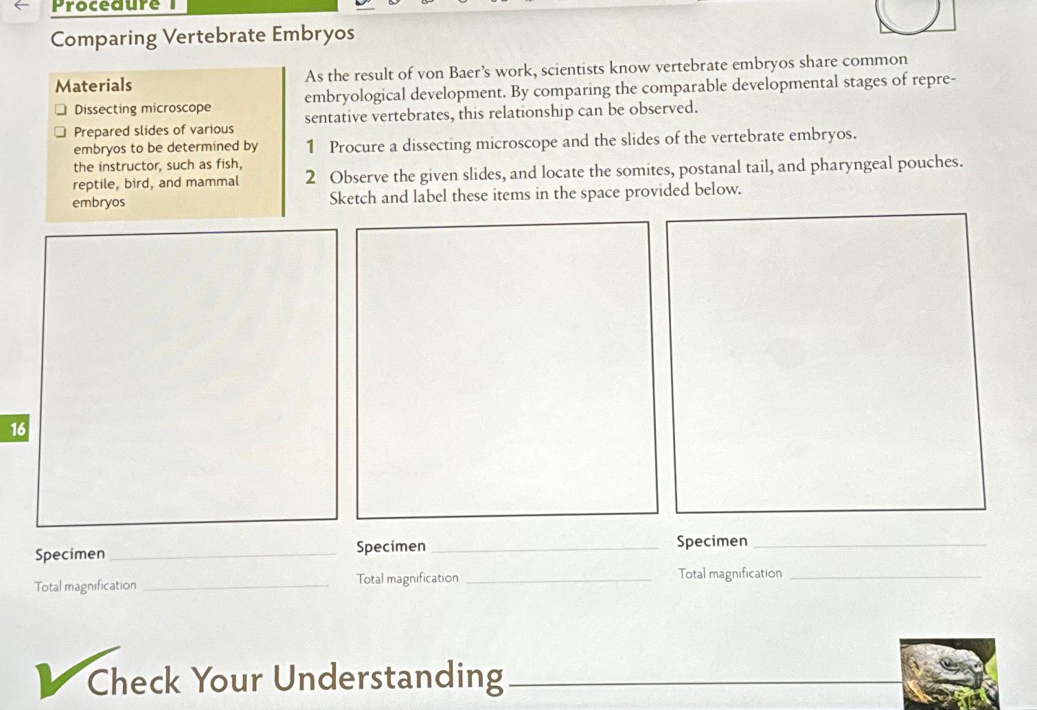 Solved Comparing Vertebrate Embryos(MaterialsDissecting | Chegg.com